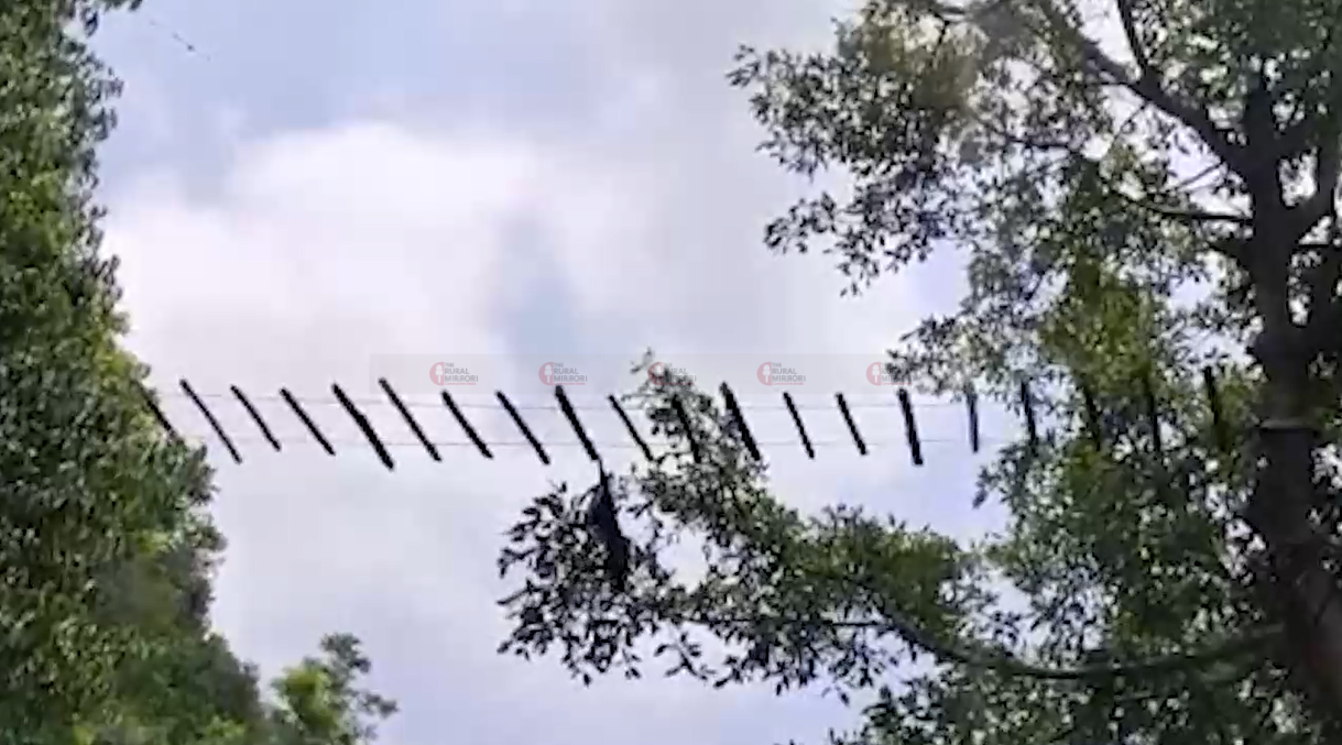 ಪಶ್ಚಿಮಘಟ್ಟದಲ್ಲಿ ಕಾಣಸಿಗುವ ಸಿಂಗಳೀಕ | ಕೆನೋಪಿ ಬ್ರಿಡ್ಜ್ ವ್ಯವಸ್ಥೆ ಪೂರ್ಣ - The ...